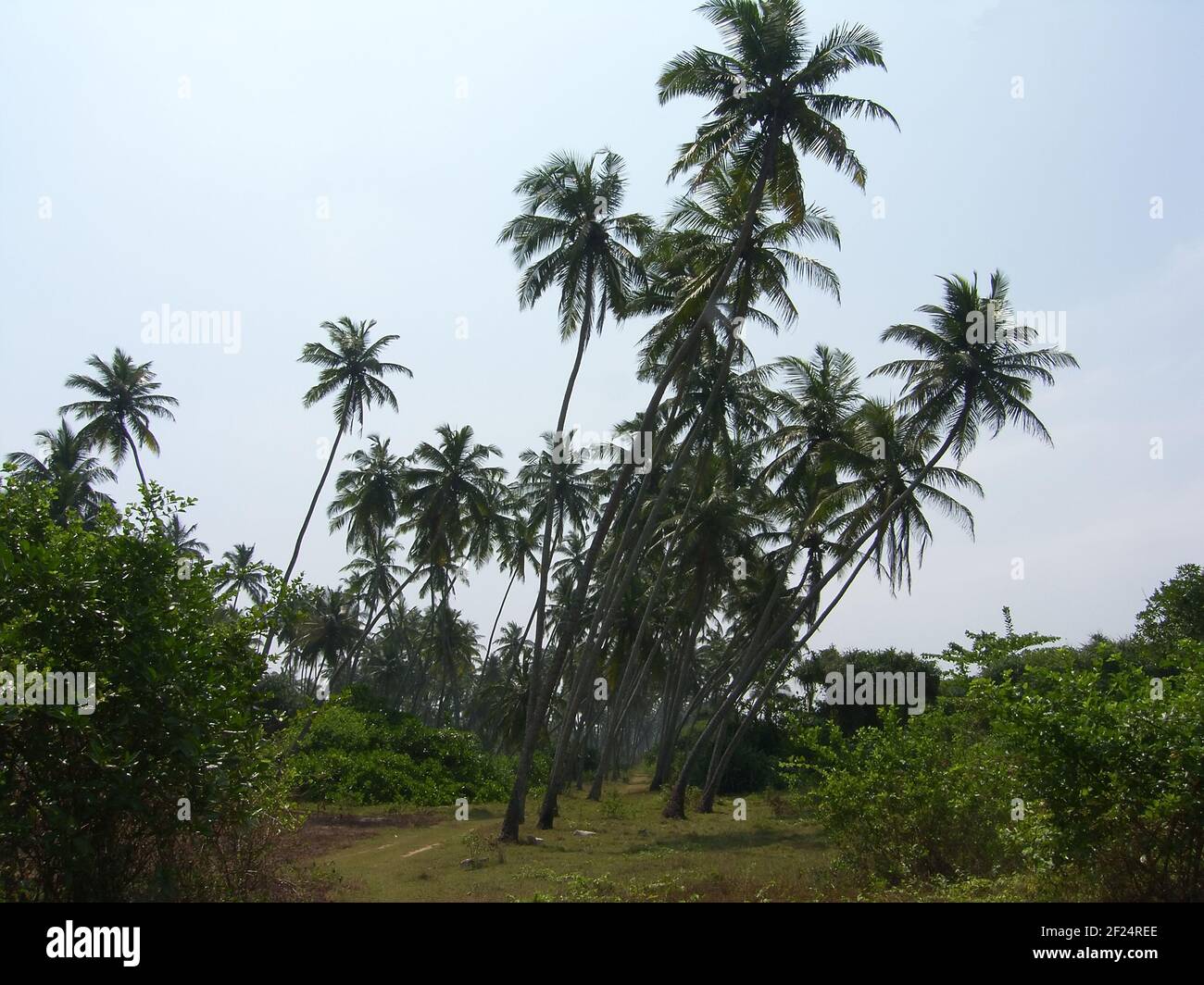 The island Sri Lanka (Ceylon), typical tropical landscape in jungle ...