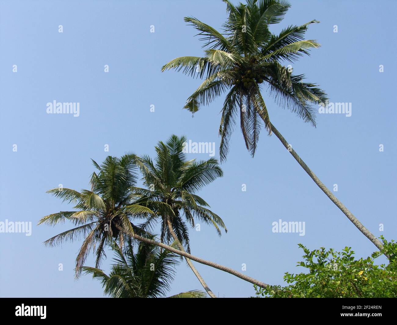 The island Sri Lanka (Ceylon), typical tropical landscape in jungle ...