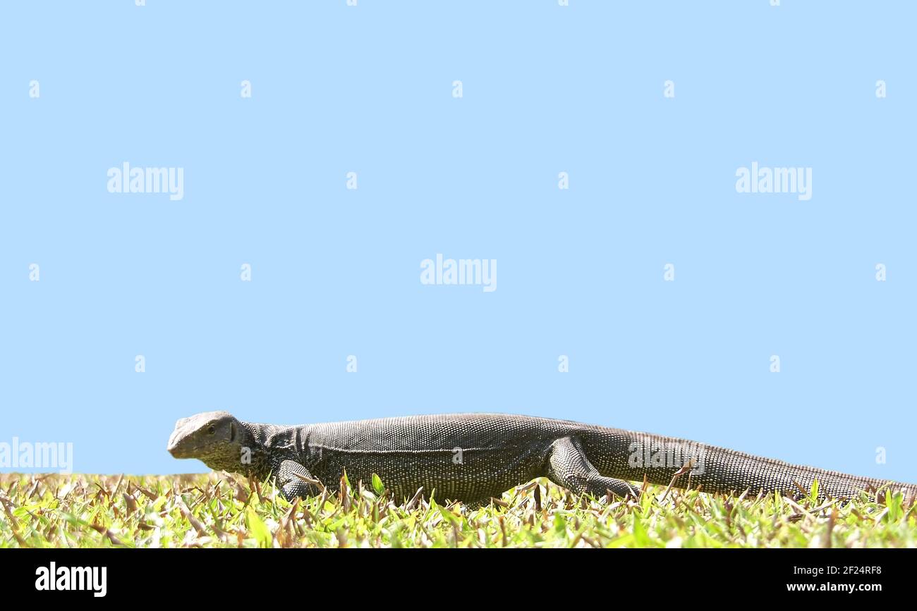 Island Sri Lanka (Ceylon), the big grey monitor lizard naturally Stock ...