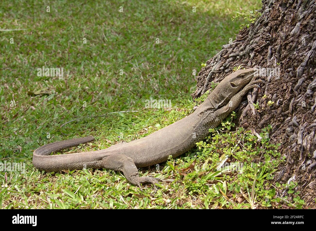 Island Sri Lanka (Ceylon), the big grey monitor lizard naturally Stock ...