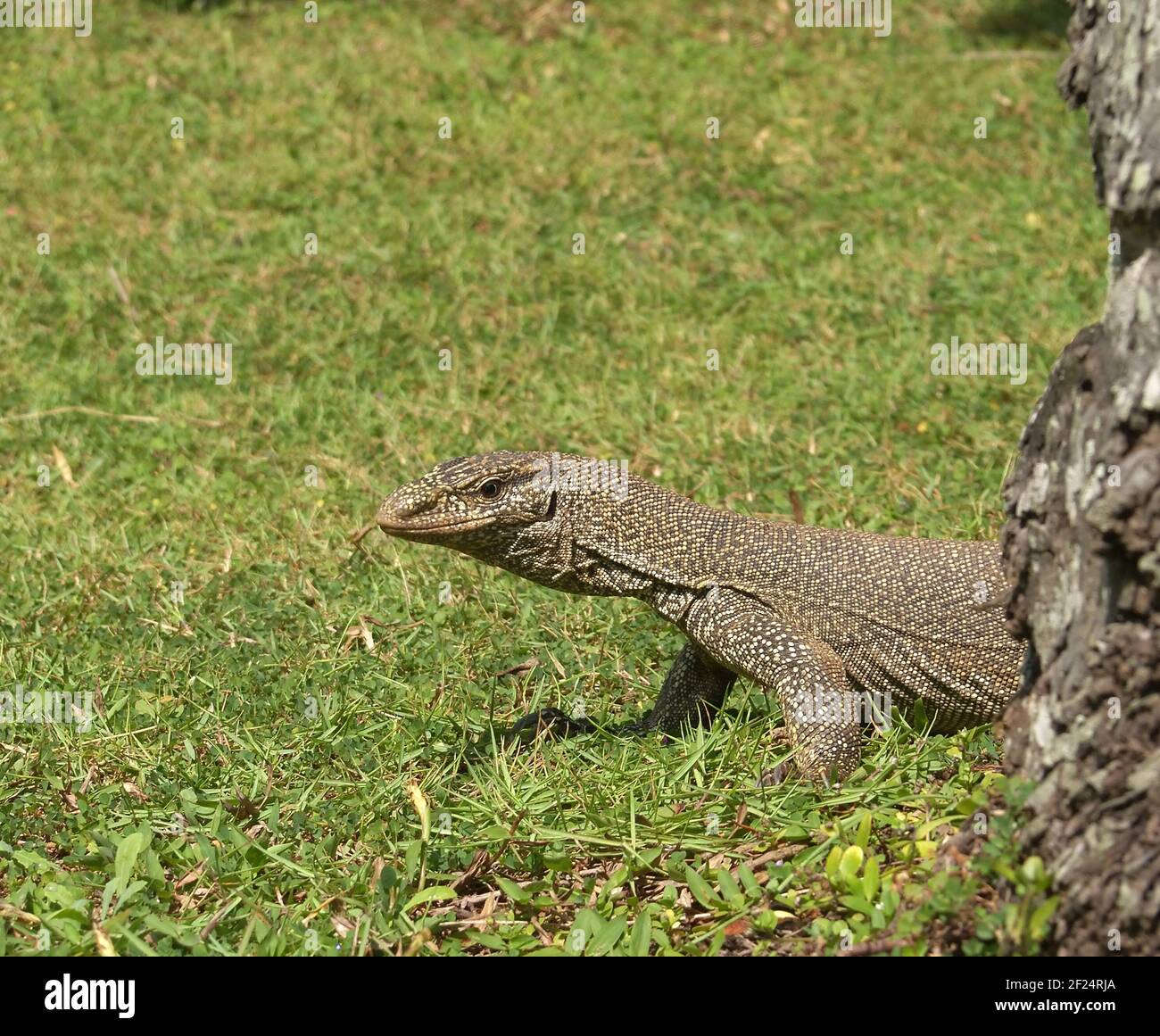 Island Sri Lanka (Ceylon), the big grey monitor lizard naturally Stock ...
