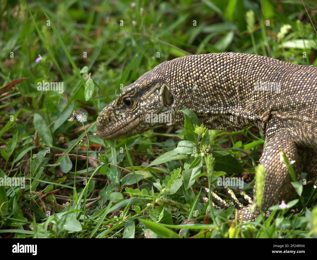 Island Sri Lanka (Ceylon), the big grey monitor lizard naturally Stock ...