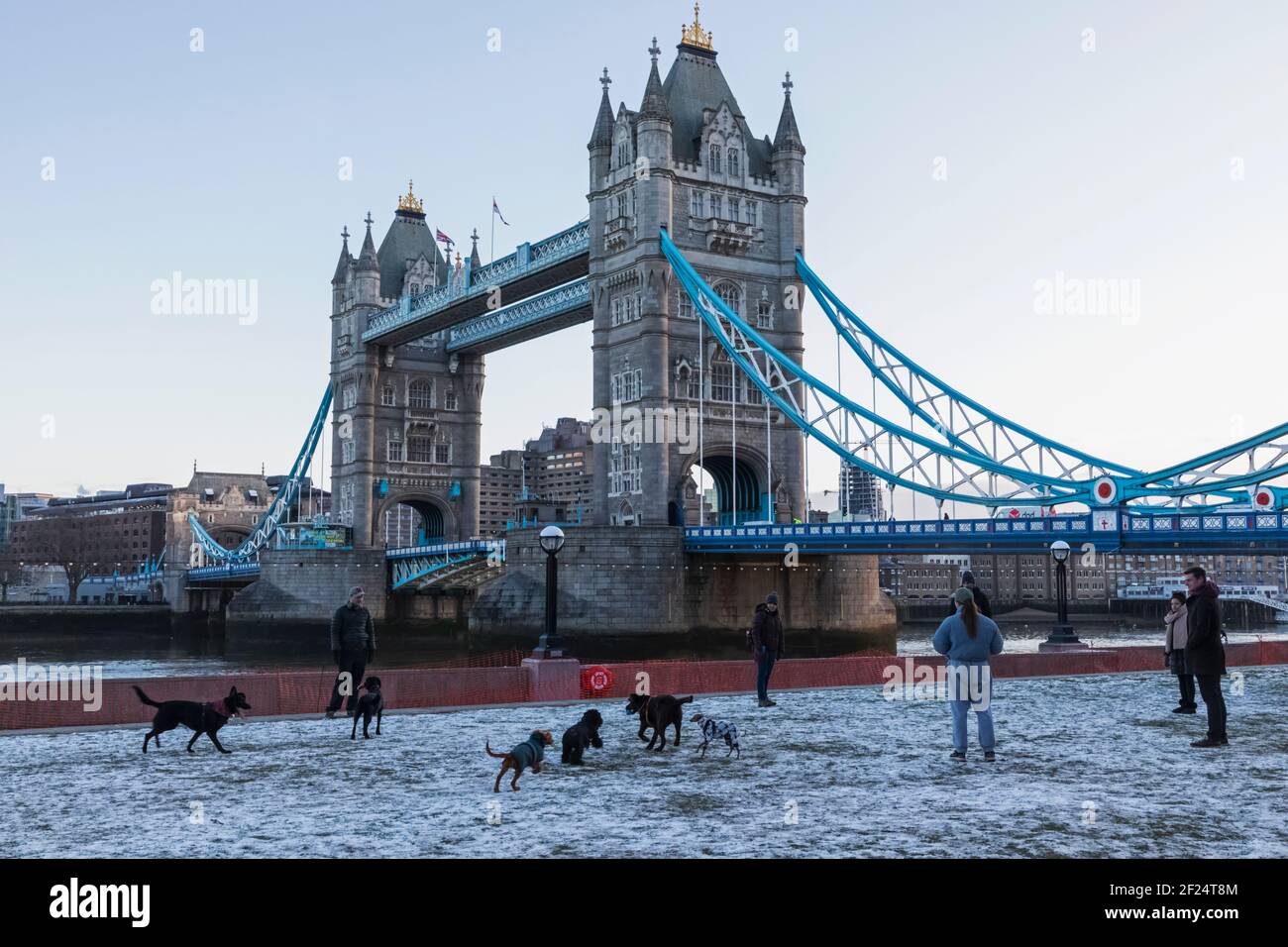 England, London, Group of People Exercising their Dogs in front of ...