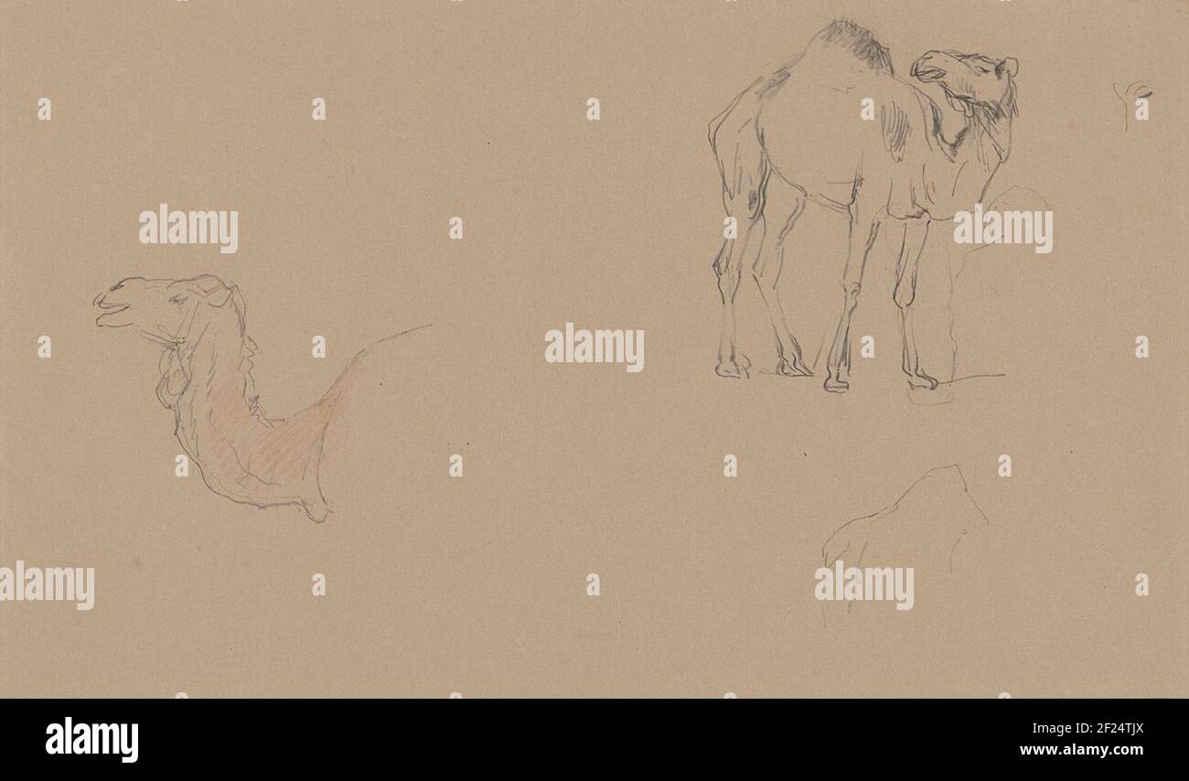 Camel studies hi-res stock photography and images - Alamy