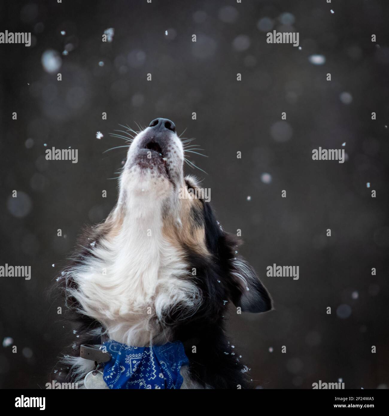 Border collie portrait with negative space Stock Photo - Alamy