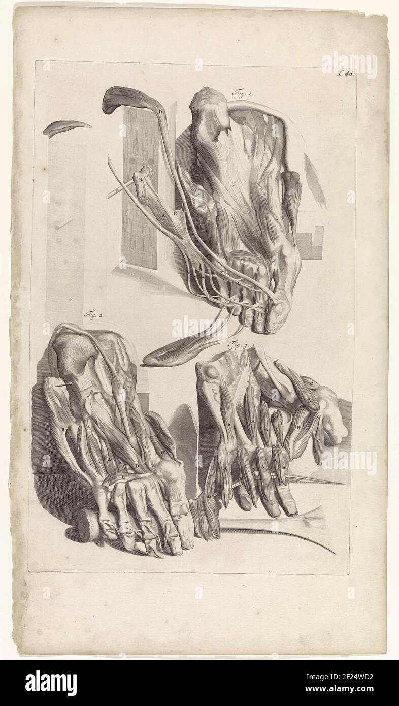 Anatomical study of the right foot, the toes and the muscles and ...