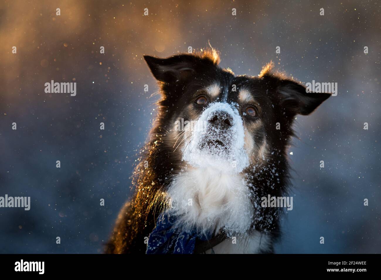 Australian shepherd border collie hi-res stock photography and images ...