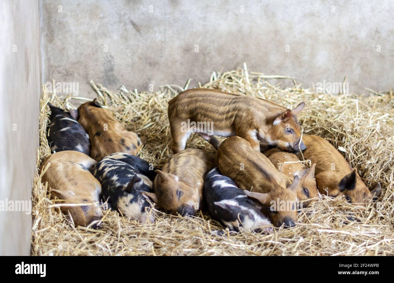 Piglets in pen hi-res stock photography and images - Alamy