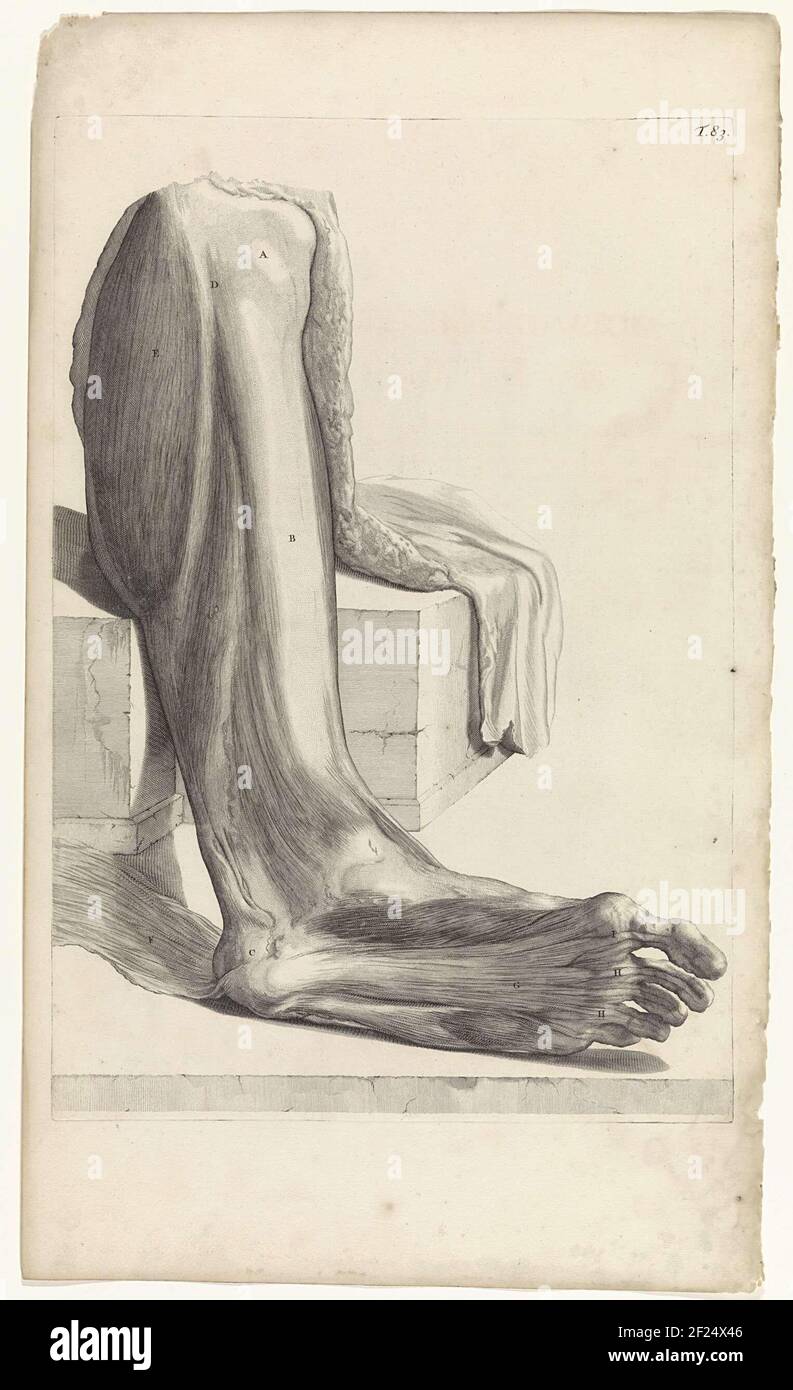 Anatomical study of the bottom of the right foot. At the top right ...