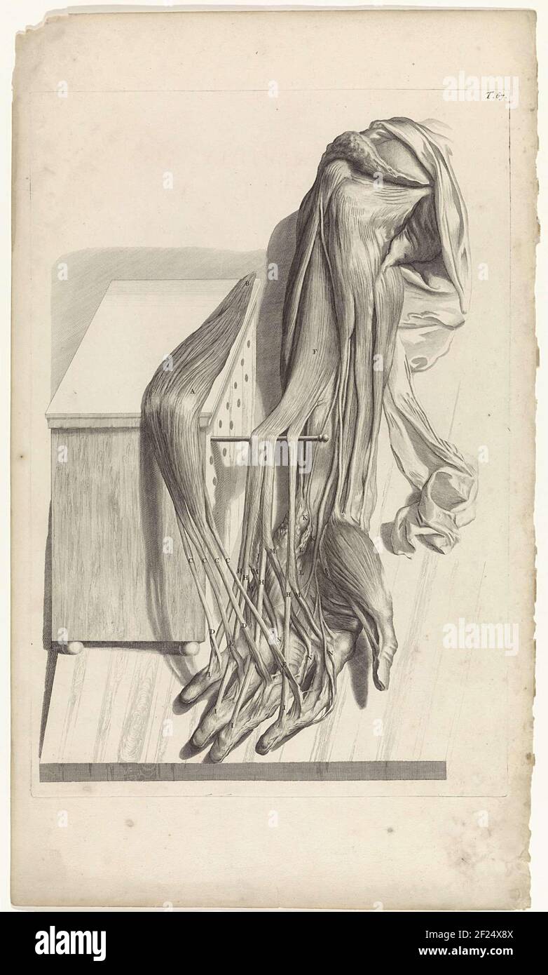 Anatomical study and dissection of the muscles of the left area and ...