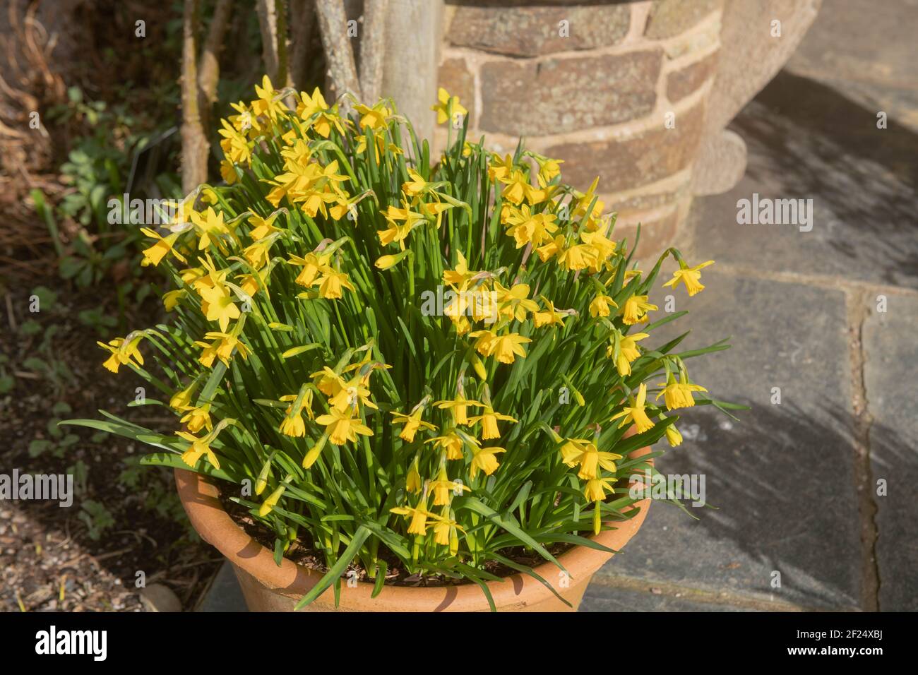 Terracotta Flowerpots Full of Spring Flowering Bright Yellow Daffodil ...