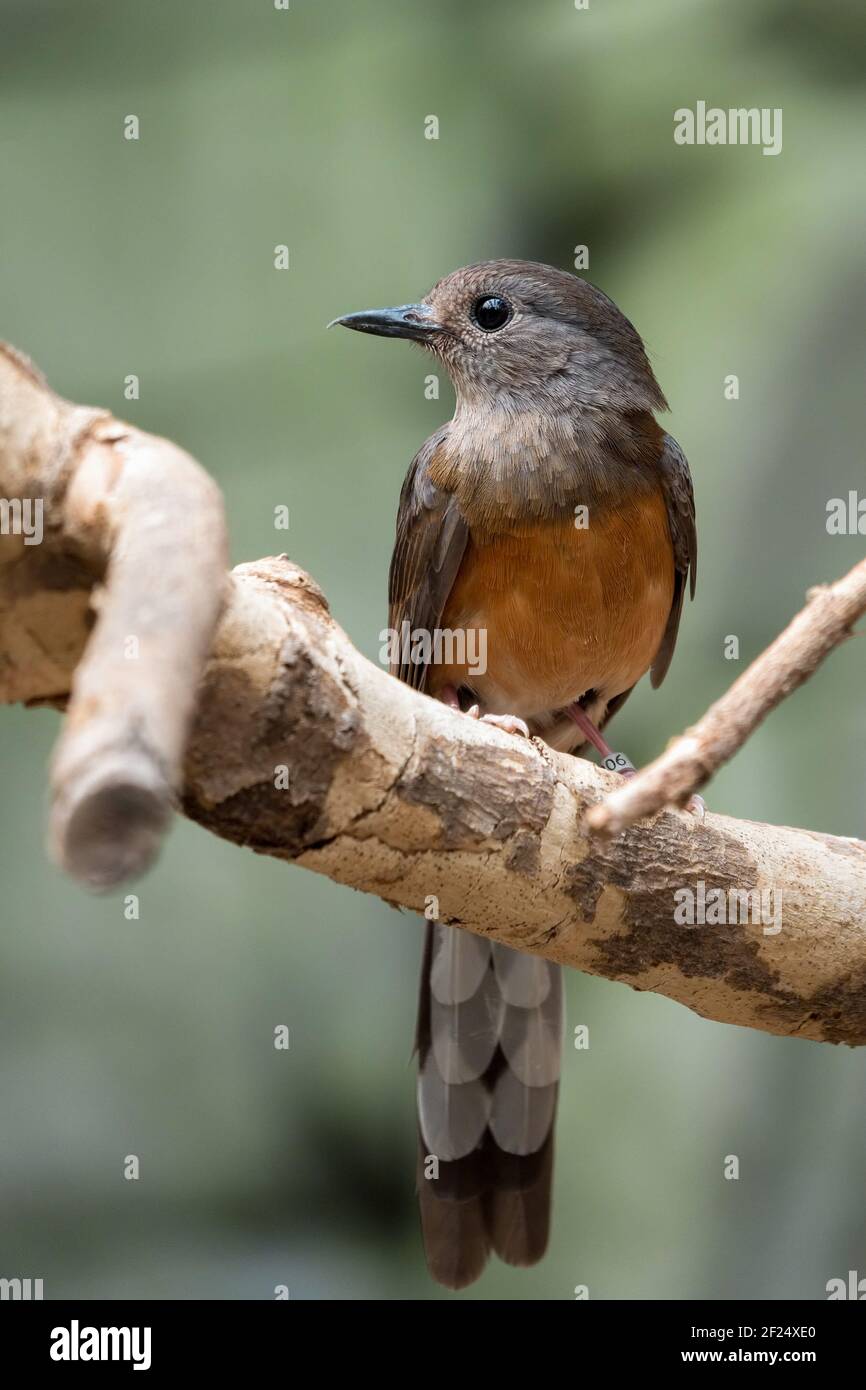 Shama bird hi-res stock photography and images - Alamy