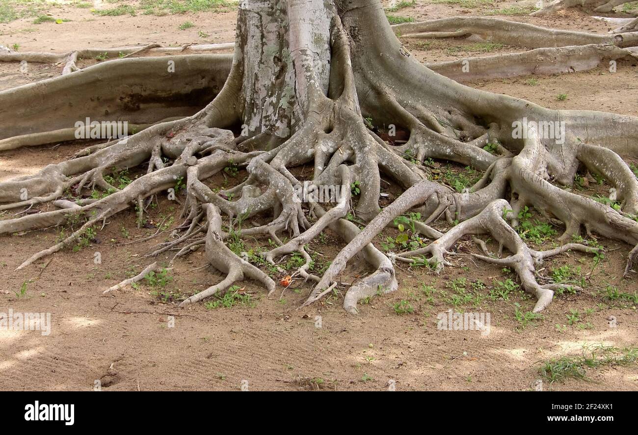 Twisting roots of an old big tree grow on the earth Stock Photo - Alamy