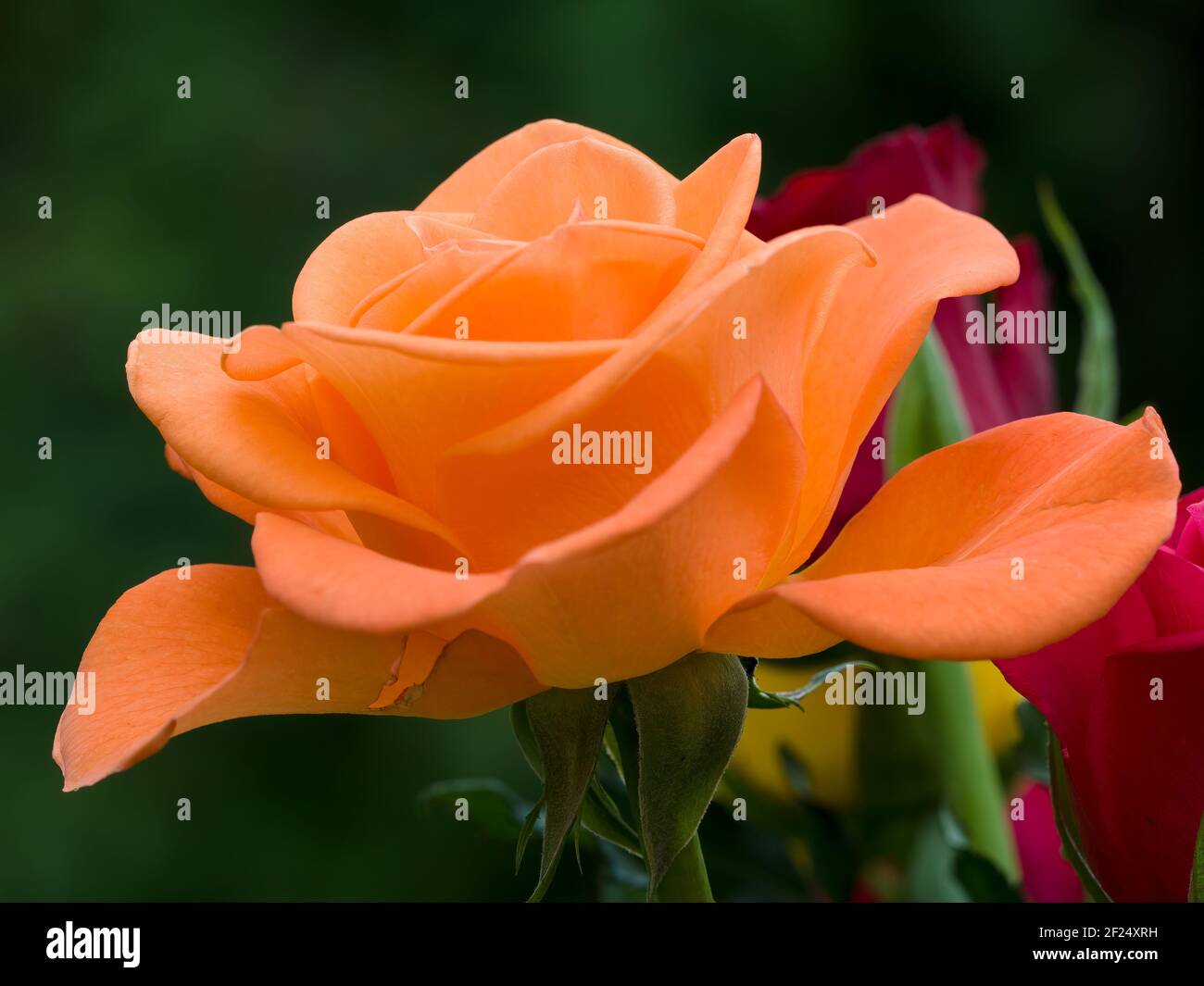 Rose view hi-res stock photography and images - Alamy