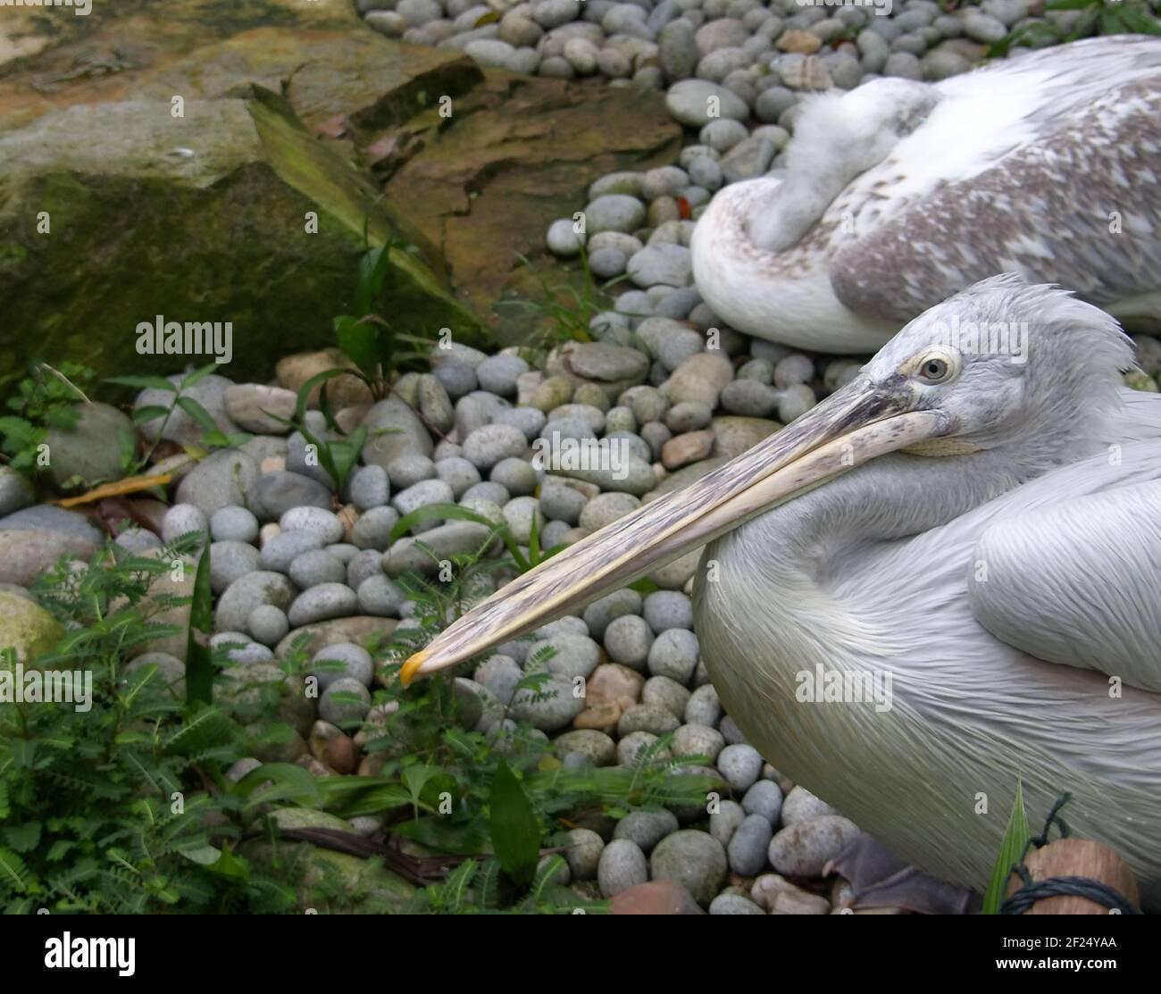 Pelican. The largest birds in the group: length of a body of 130-180 sm ...