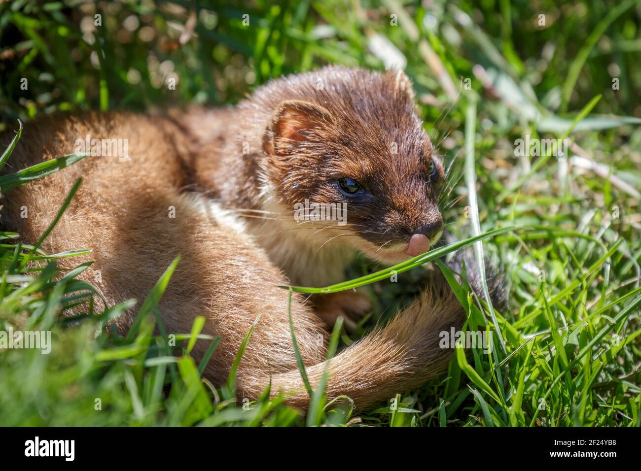 Stoat (Mustela erminea Stock Photo - Alamy