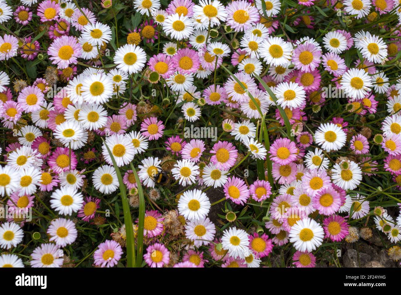Dense english plants hi-res stock photography and images - Alamy