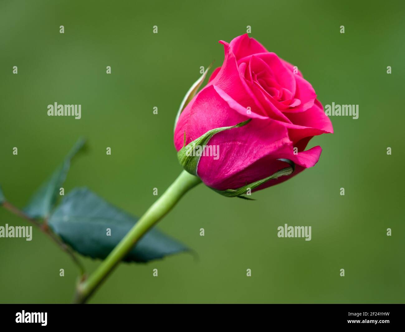 Hybrid t rose hi-res stock photography and images - Alamy