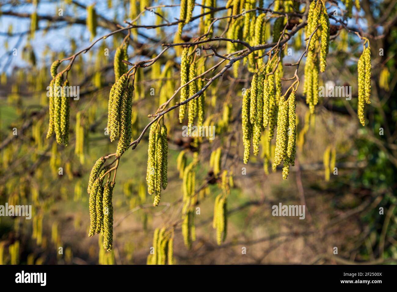 Alder tree uk close up hi-res stock photography and images - Alamy