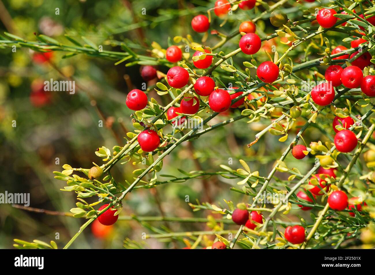 Bright red small fruits on a green branch of a bush Stock Photo - Alamy