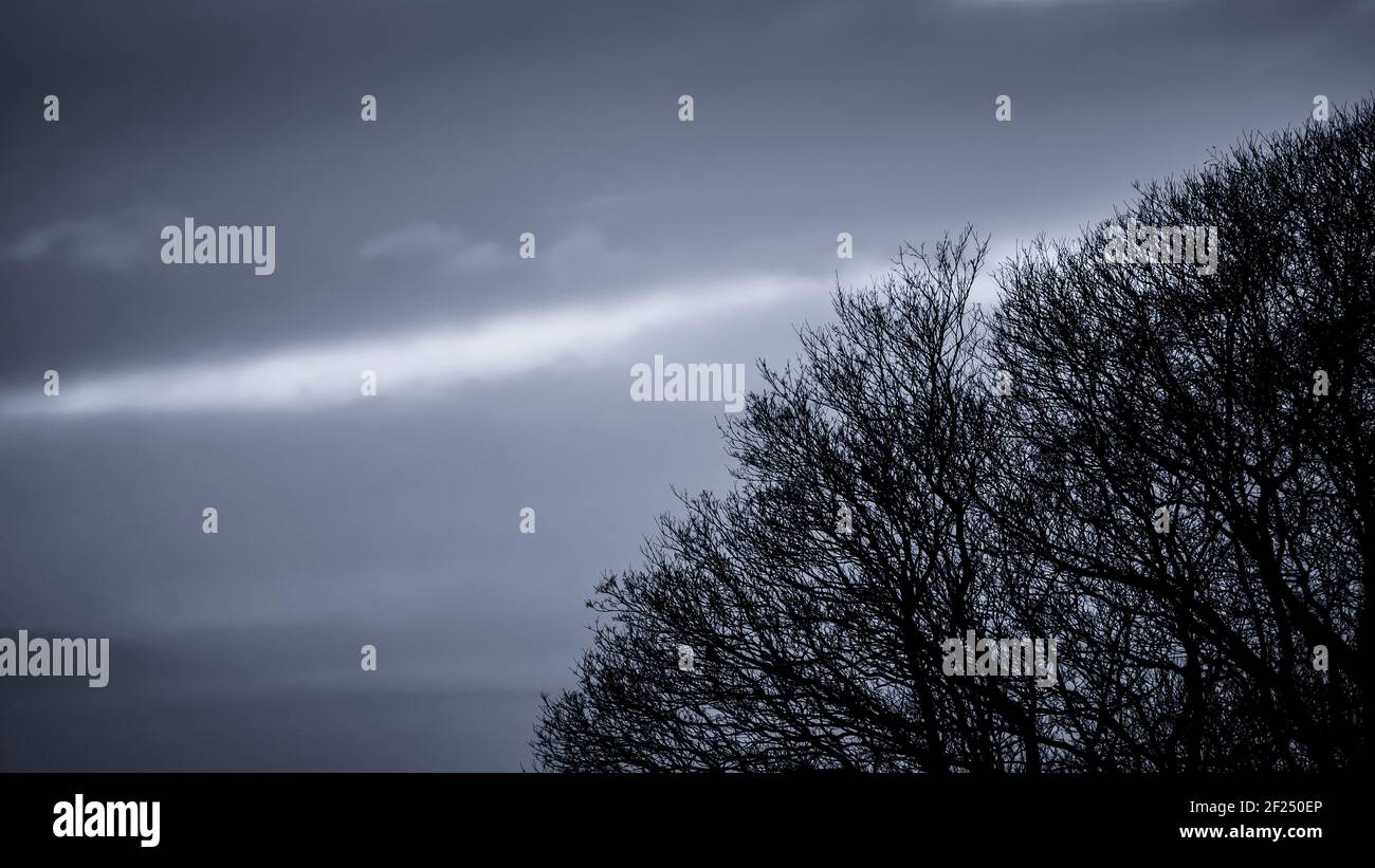 Tree at sunset adjacent to RHS Bridgewater Garden Worsley, Salford ...