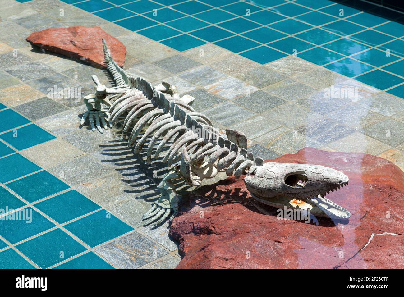 Crocodile skeleton hi-res stock photography and images - Alamy