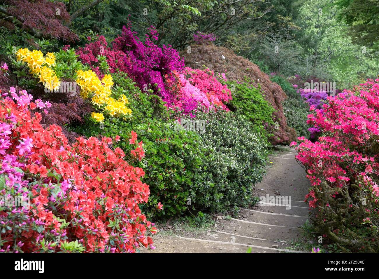Orange Azaleas High Resolution Stock Photography and Images - Alamy
