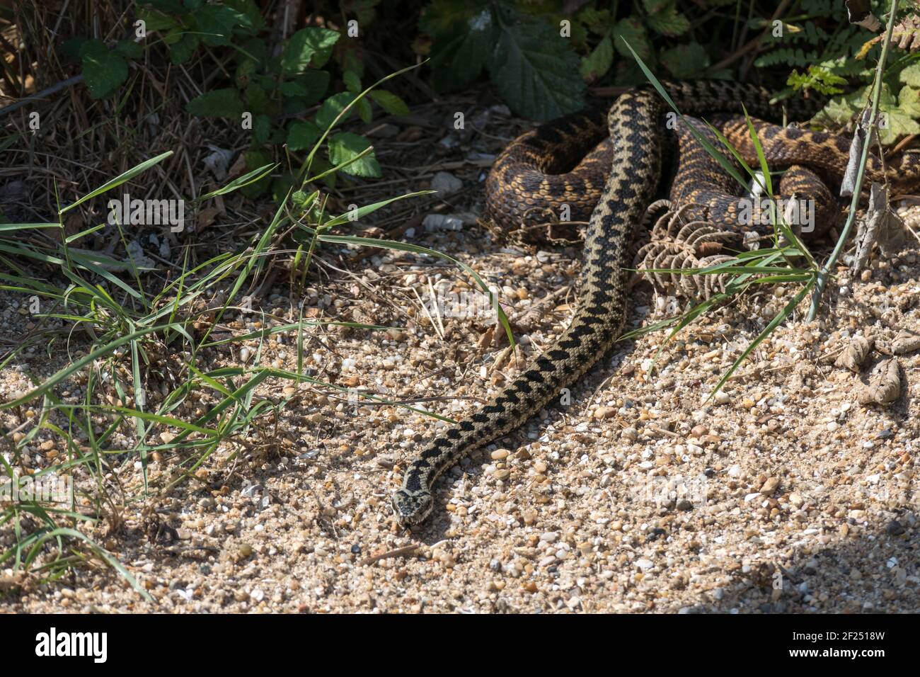 Common adder hi-res stock photography and images - Alamy