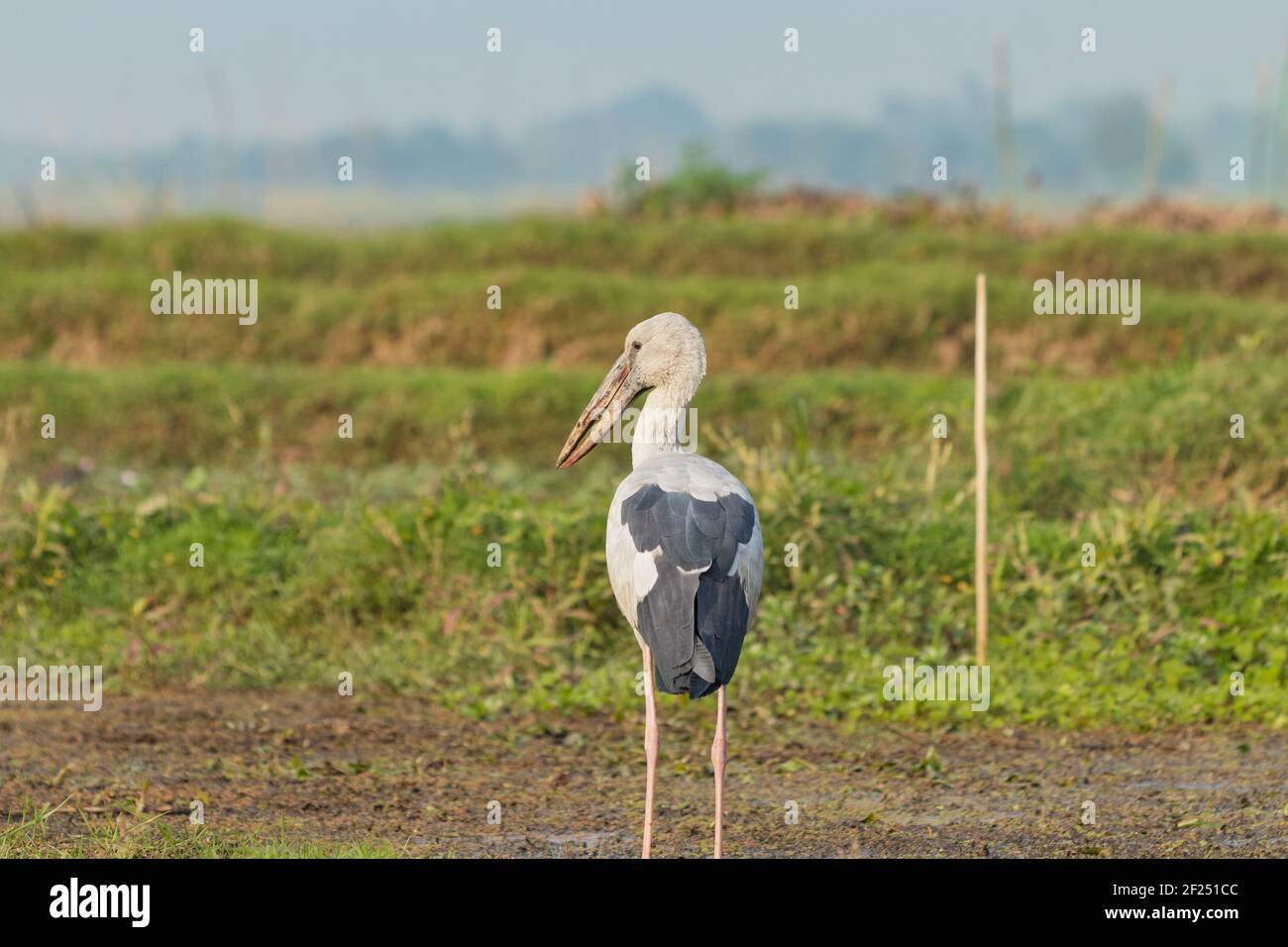 Open bill stork hi-res stock photography and images - Alamy
