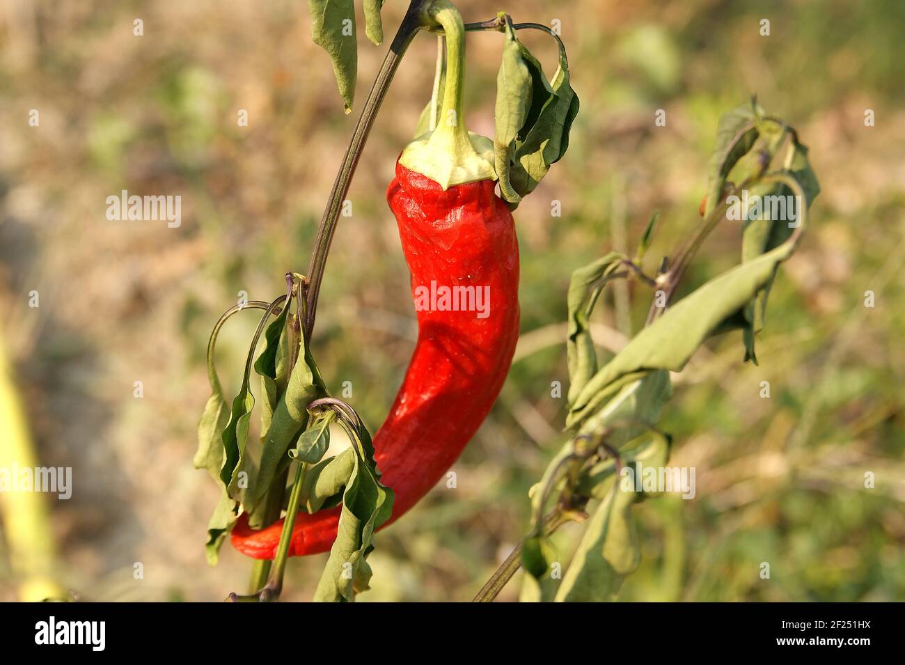 Mature big sharp red siliculose pepper on a kitchen garden Stock Photo ...