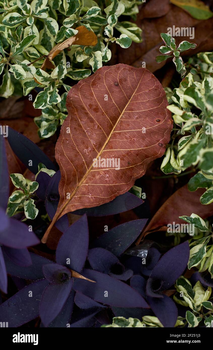 Multi colored leaves hi-res stock photography and images - Alamy