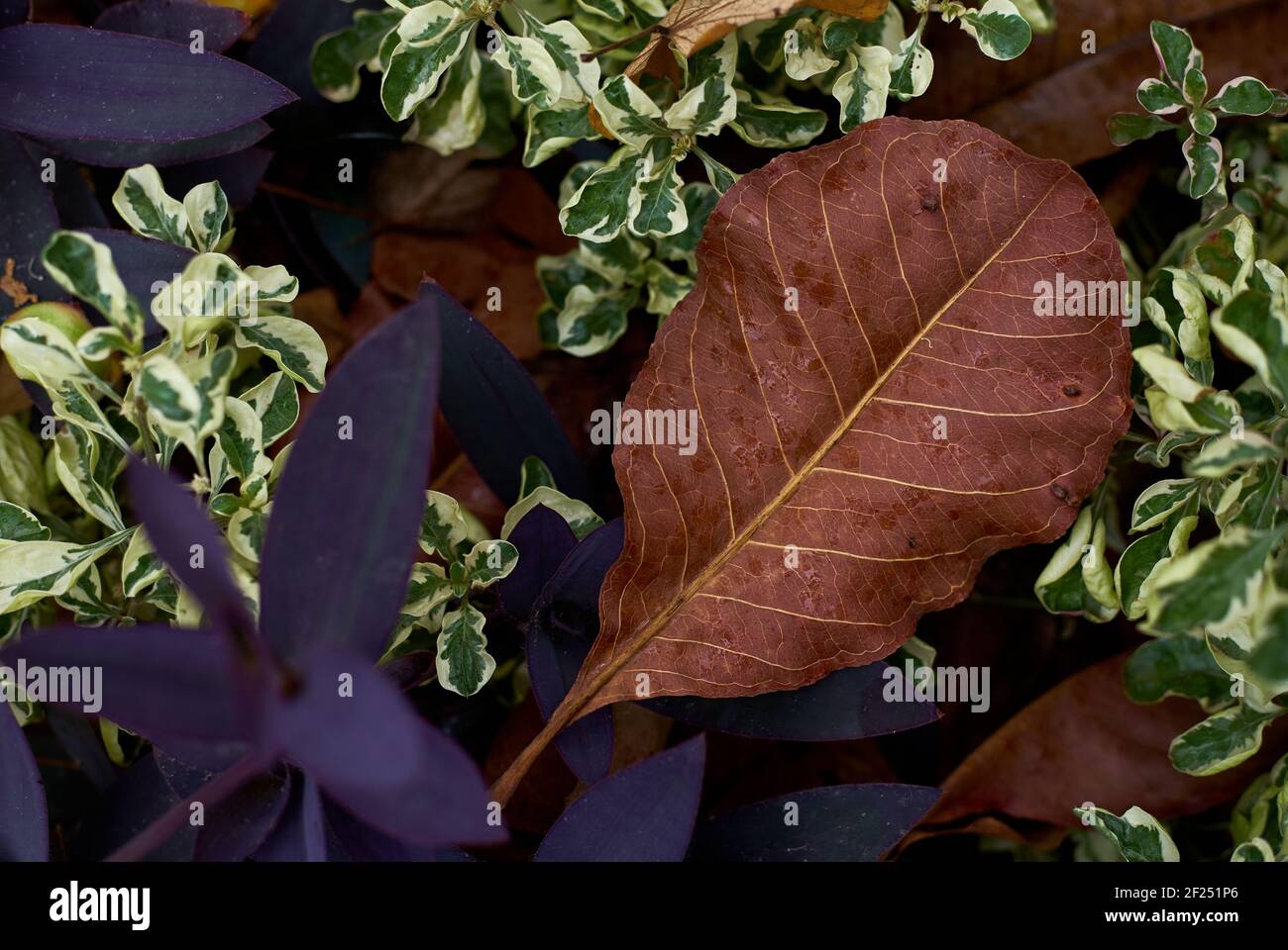 Multi colored leaves hi-res stock photography and images - Alamy