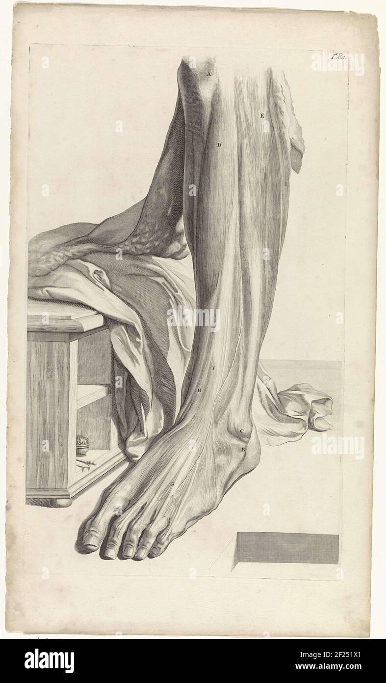 Anatomical study of the right foot. At the top right numbered T. 80 ...