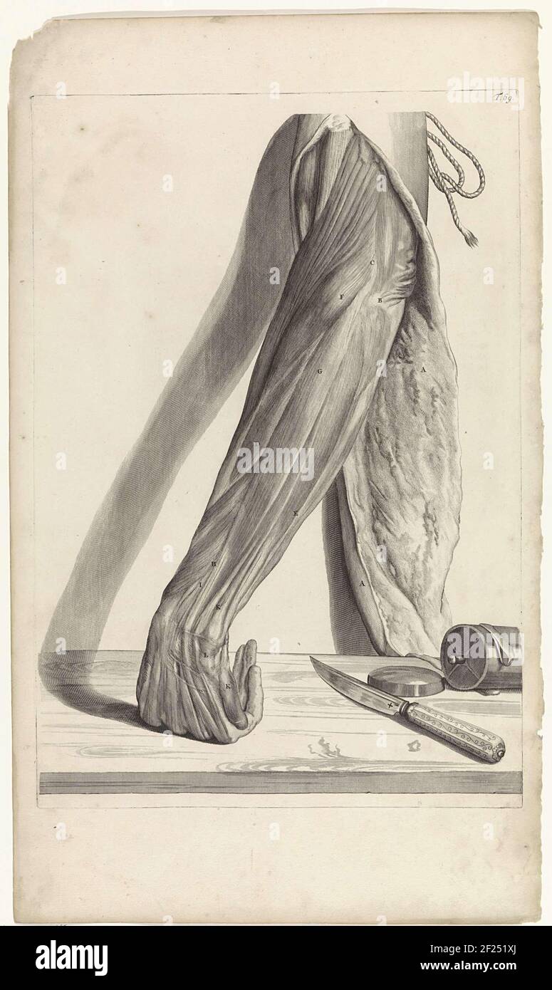 Anatomical study of a skinned left arm. At the top right numbered T. 69 ...