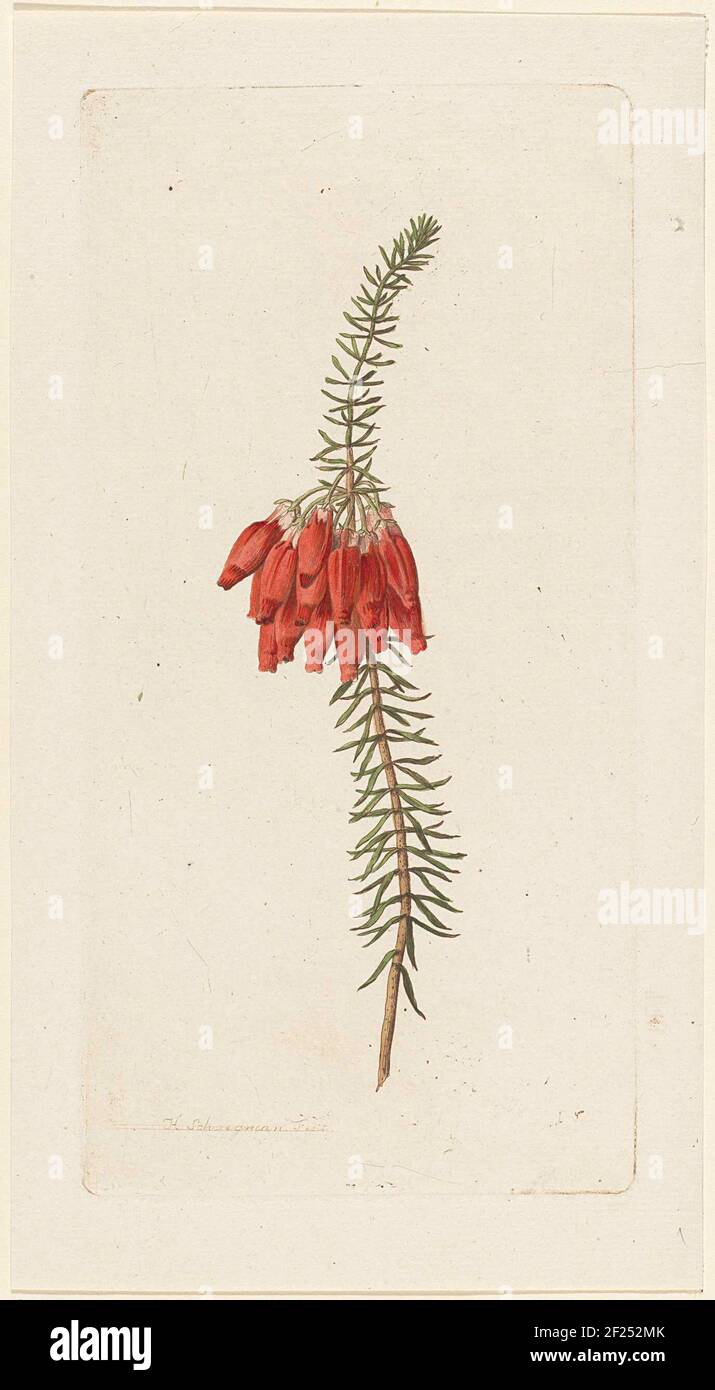 BLOEMEN (ERica MmMosa Stock Photo - Alamy