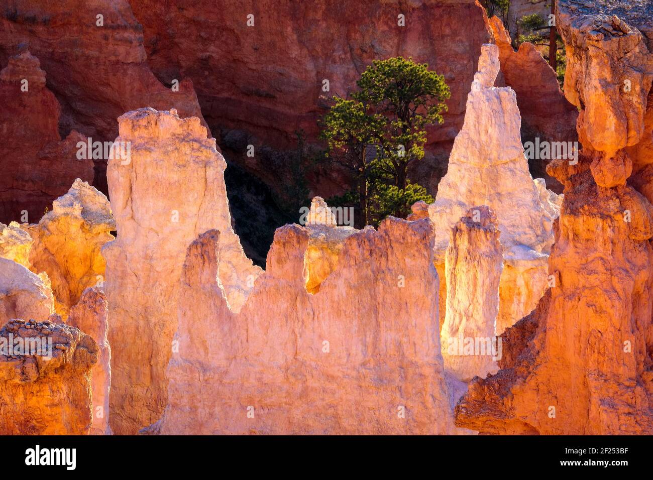 Bryce canyon detail hi-res stock photography and images - Alamy