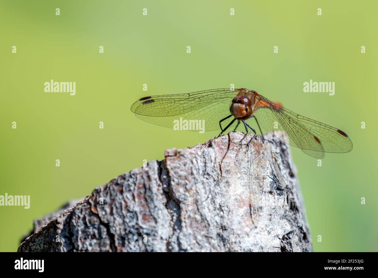 Orange common darter dragonfly hi-res stock photography and images - Alamy
