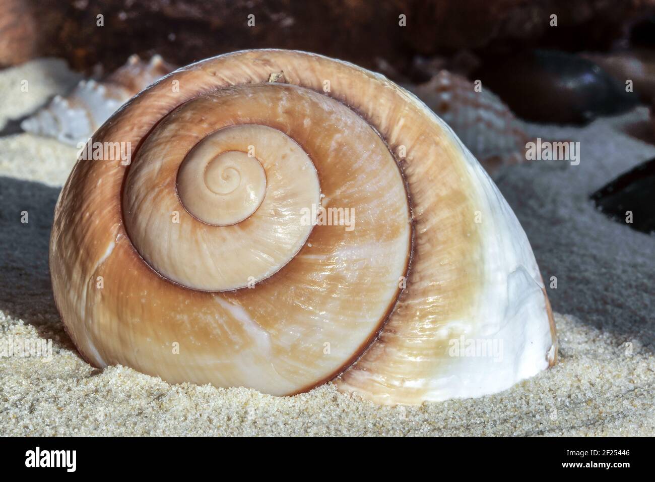 Giant Brown Snail Shell Stock Photo - Alamy