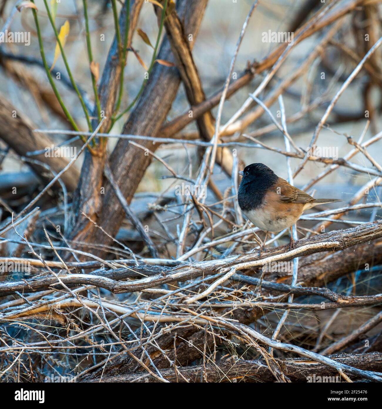 North american dark eyed juncos hi-res stock photography and images - Alamy