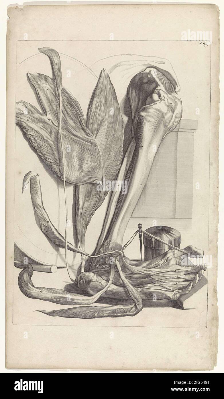 Anatomical study of the bottom of the left foot and the muscles and ...