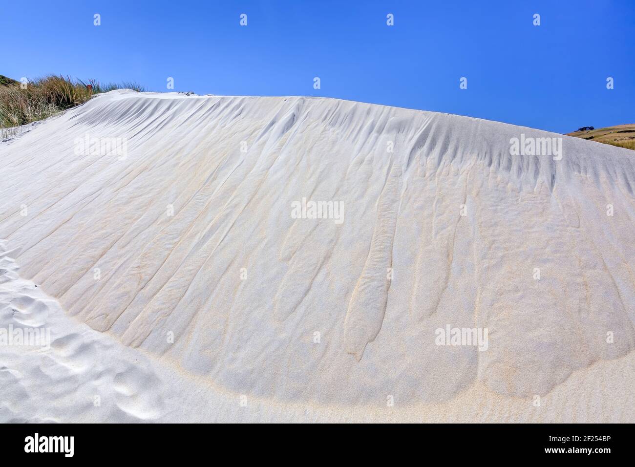 Sandfly hi-res stock photography and images - Alamy