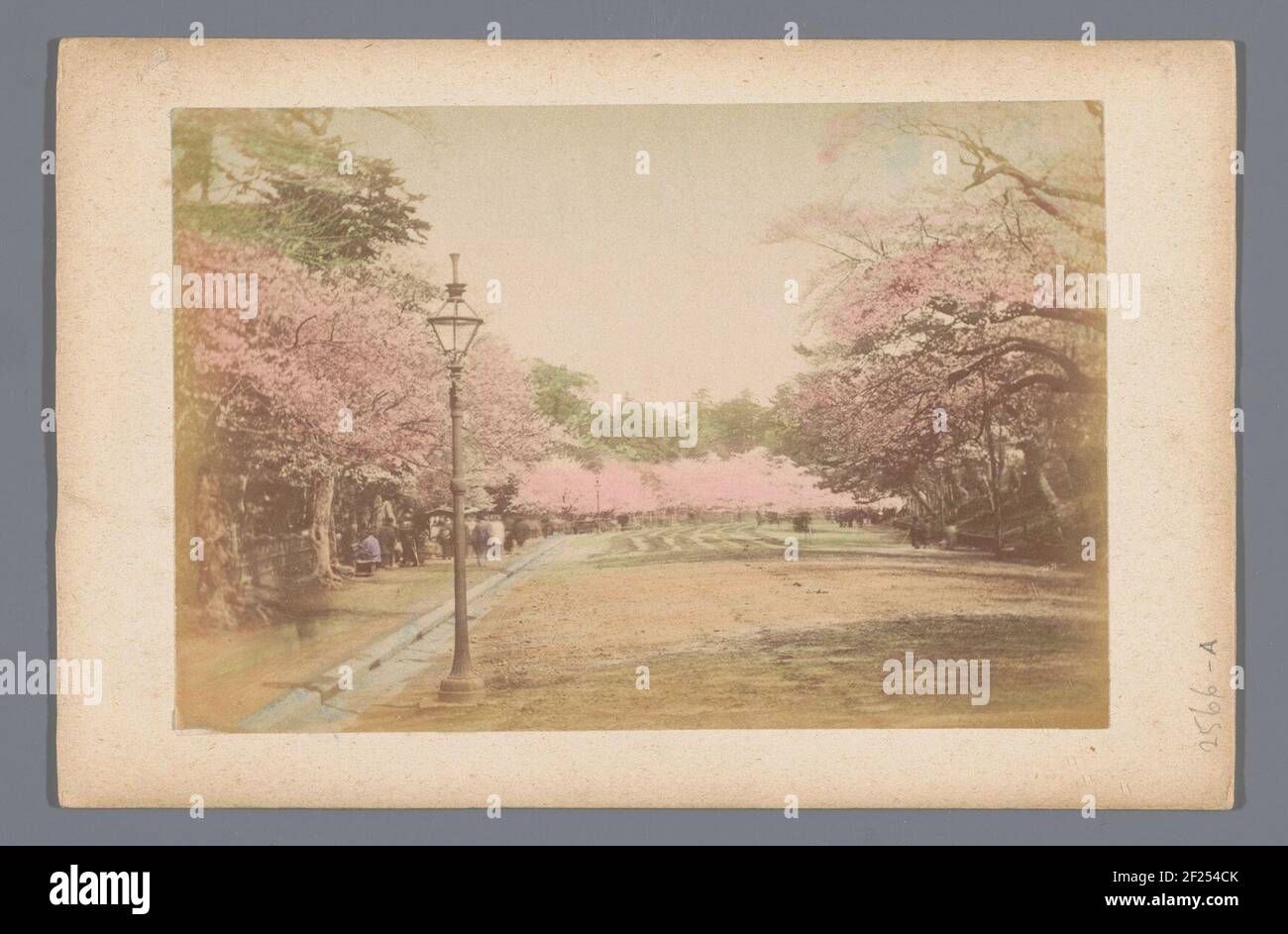 Park with Japanese cherry in bloom in Japan Stock Photo - Alamy