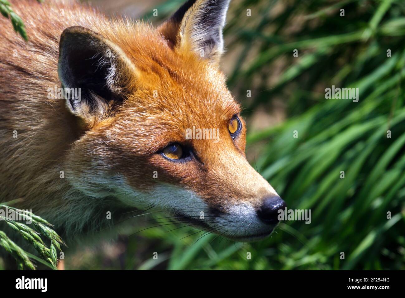Red fox ears hi-res stock photography and images - Alamy