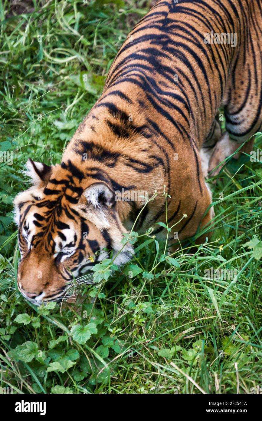 Tiger Legs High Resolution Stock Photography and Images - Alamy