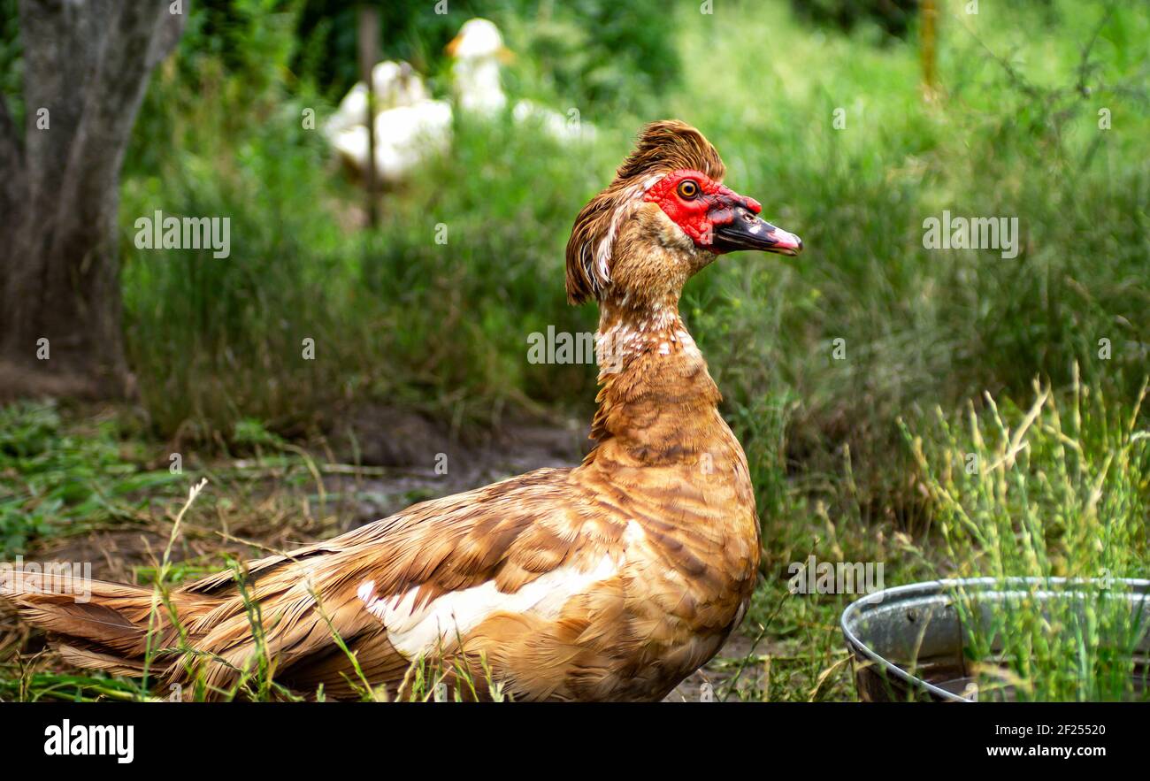 Male muscovy duck hi-res stock photography and images - Alamy