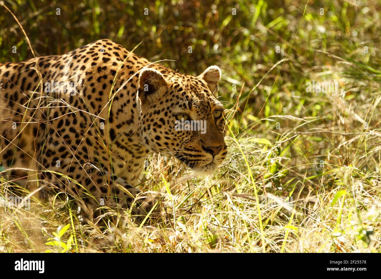 A close-up photo of a male leopard hunting in Sabi Sands, in South ...