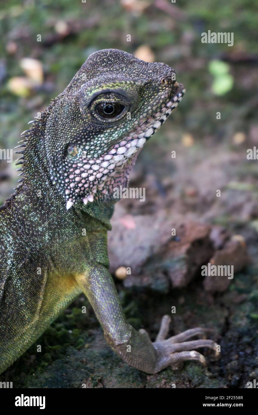 Chinese Water Dragon (Physignathus cocincinus Stock Photo - Alamy