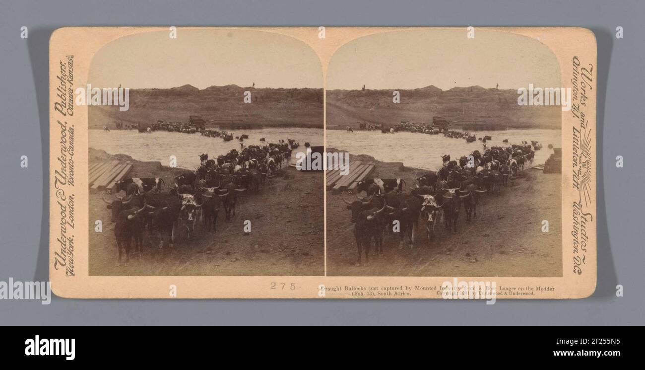 Draught Bullocks just captured by Mounted Infantry from a Boer Laager ...