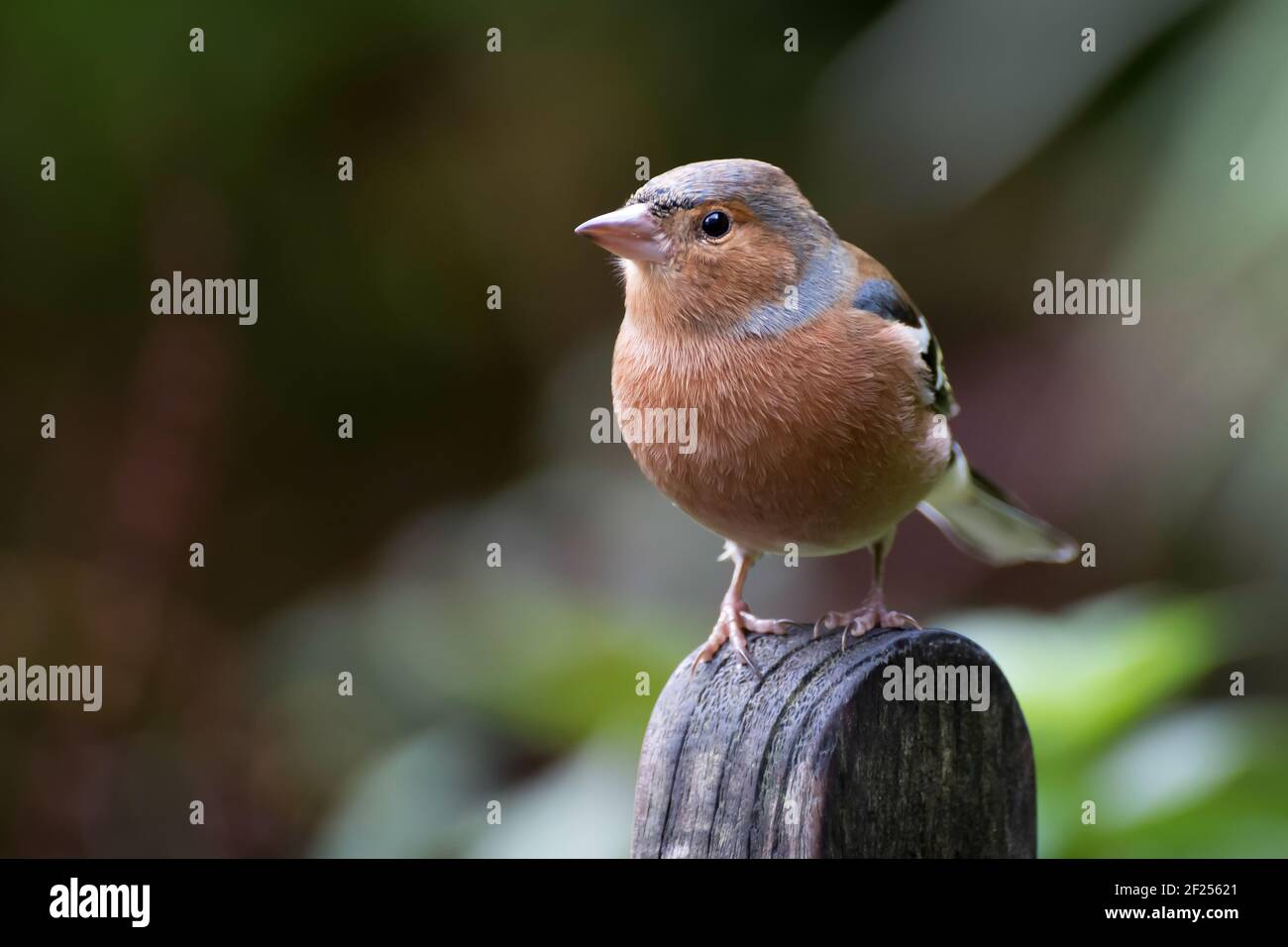 Finch tail feathers hi-res stock photography and images - Alamy