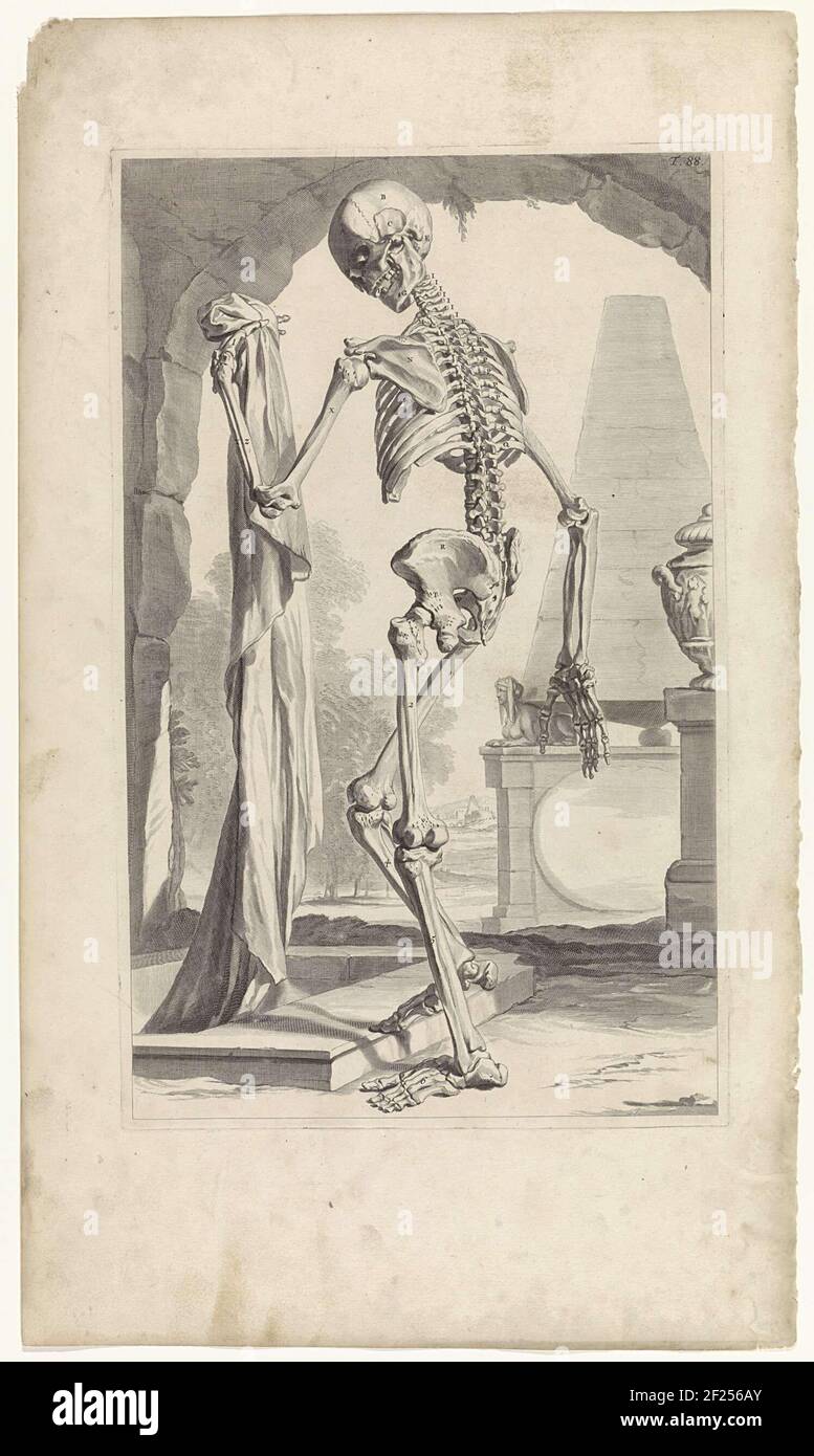 Anatomical model of a human skeleton. The skeleton has turned backwards ...